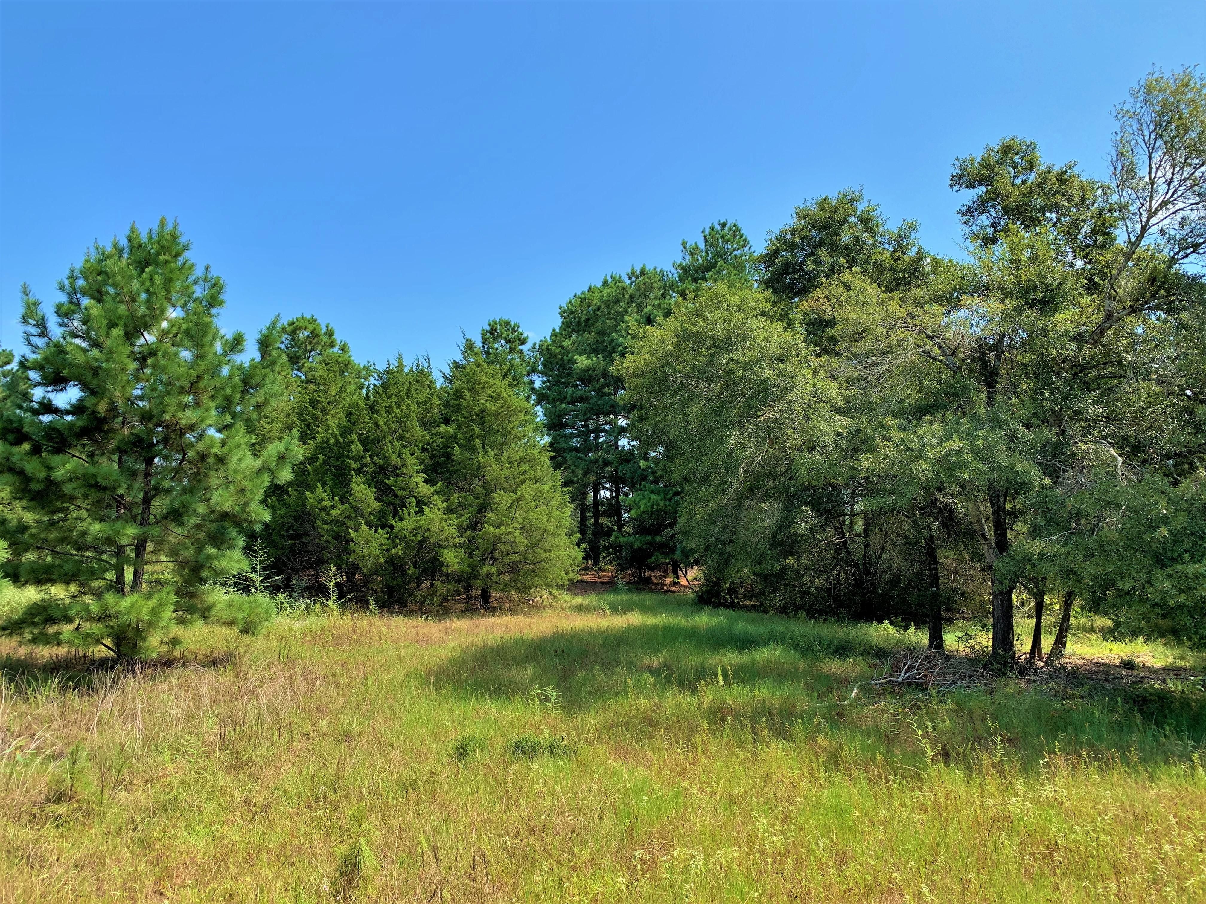 42 acres in Austin County, Texas