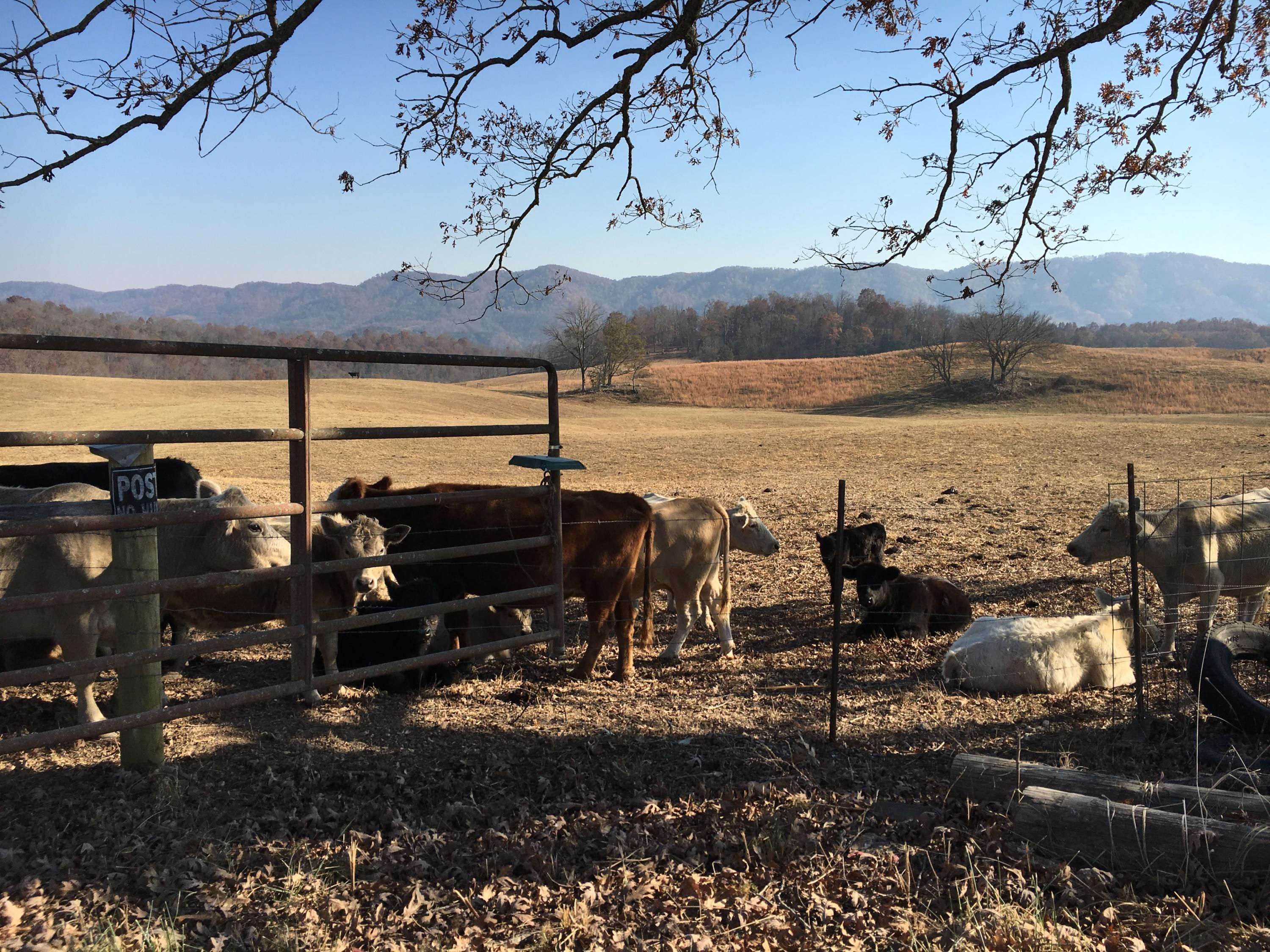 125.5 acres in Lee County, Virginia